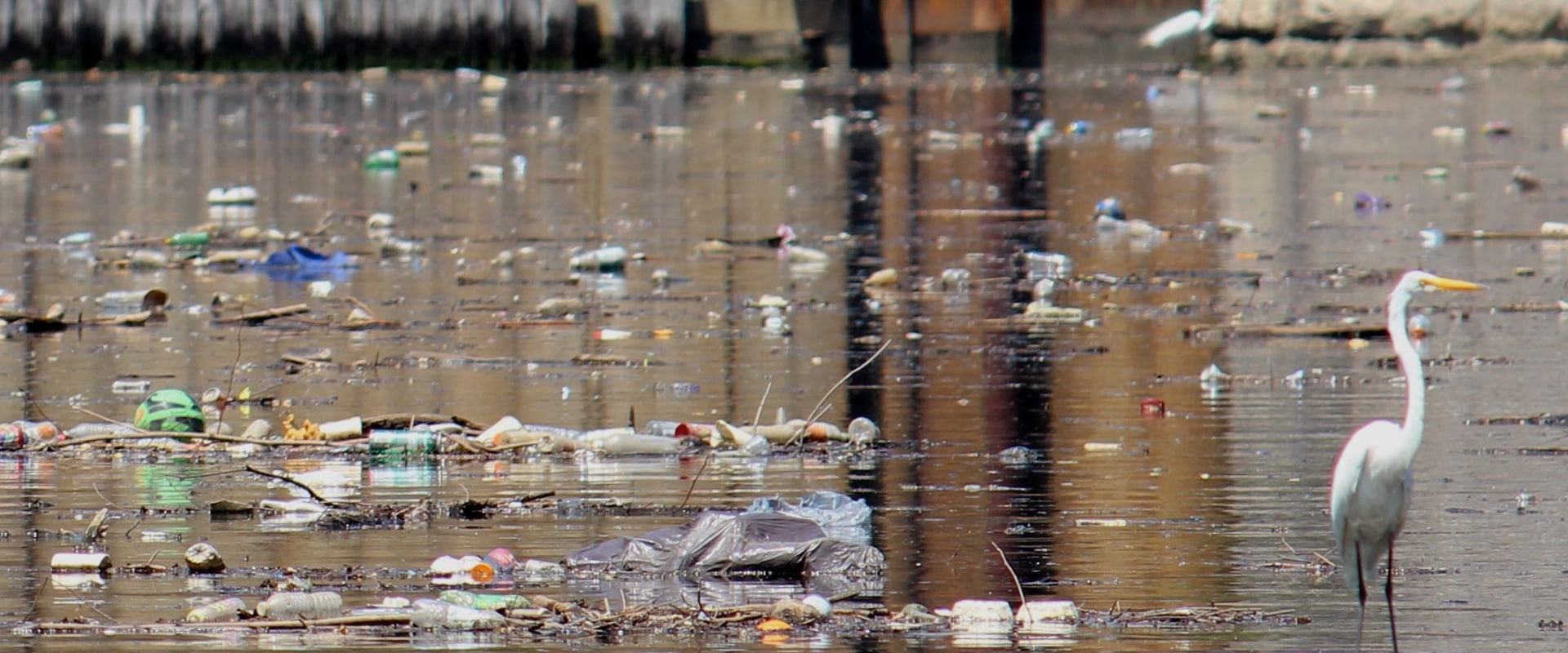Exploring the Impact of Water Pollution in Cities
